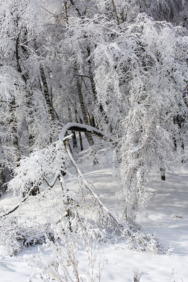 Snow in the Mountain Forest. Stock Image - Image of view, trees: 132992513