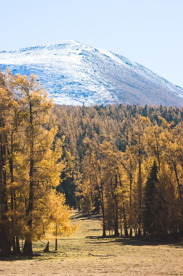 Snow Mountain And Golden Frosty Stock Photo - Image of backpacker, cold ...