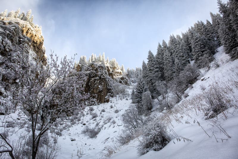 Snow in the mountains. stock photo. Image of forest - 105667028