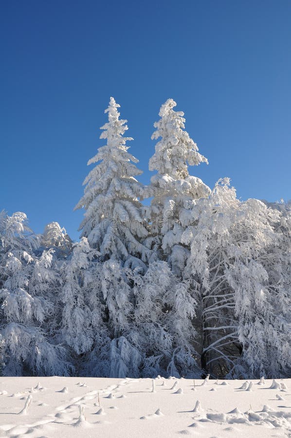 Snow mountain trees stock photo. Image of mountain, christmas - 7594658