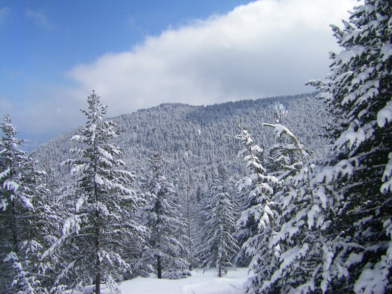 Snow Mountain, Trees and Blue Sky Stock Photo - Image of tree, wood ...
