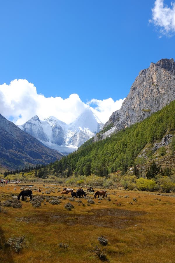 Yading Snow Mountain and Grassland Stock Photo - Image of bright, blue ...