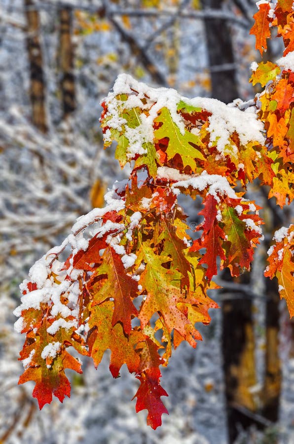 Snow on Oak Leaves stock image. Image of white, season - 26897811