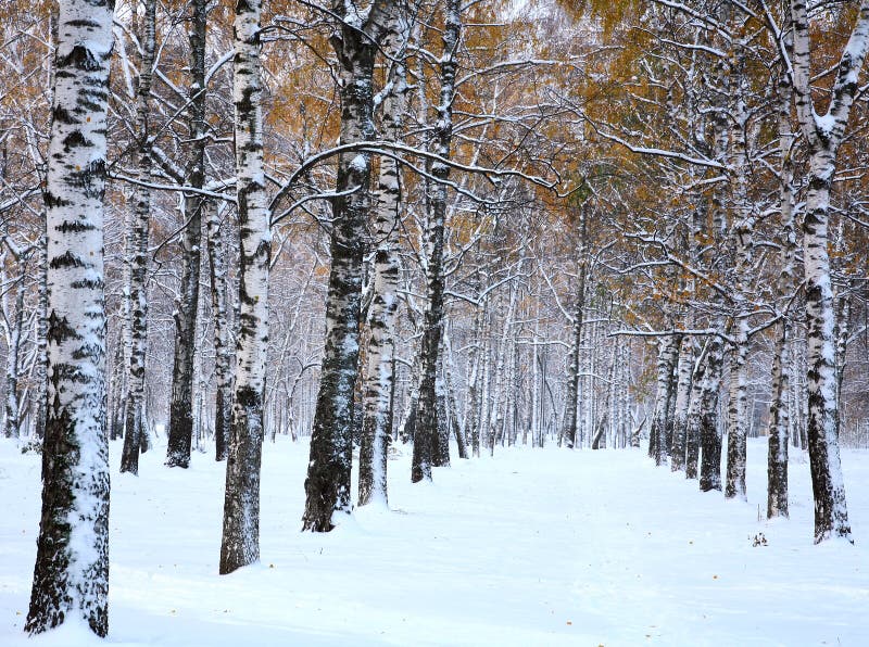 Snow in october stock photo. Image of outdoor, recreation - 45898392