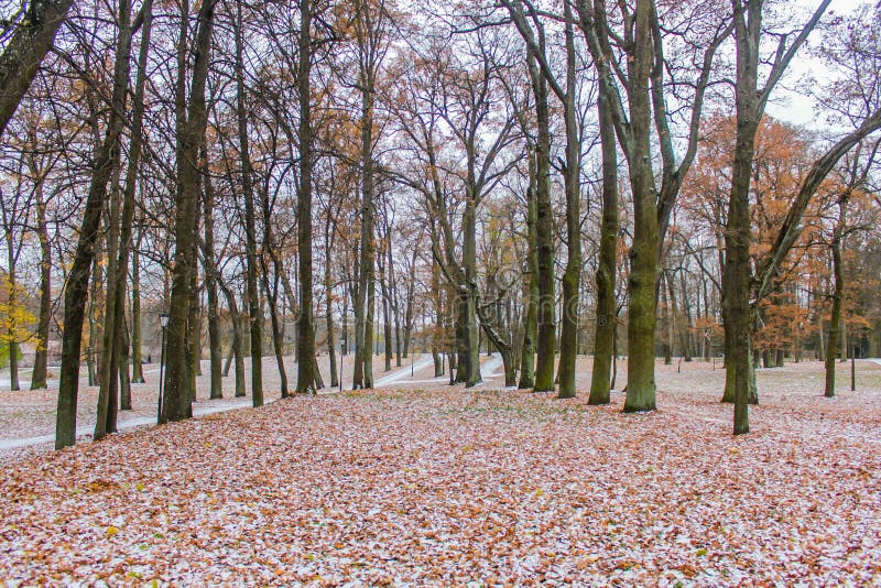 Snow in October in the Park Stock Image - Image of forest, gatchina ...