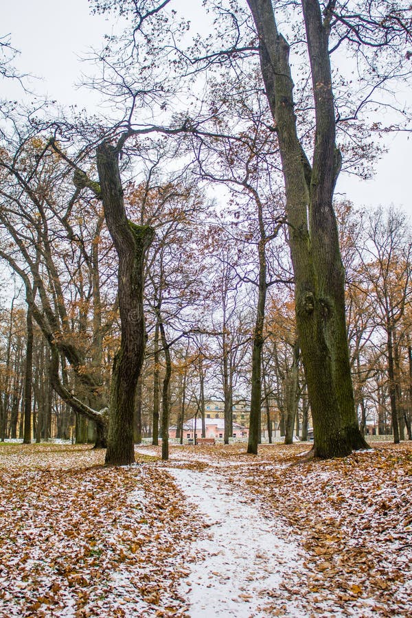 Snow in October in the Park Stock Photo - Image of leaves, snowflakes ...