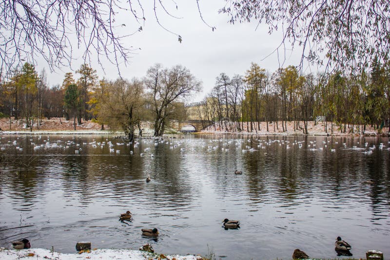 Snow in October in the Park Stock Photo - Image of leaves, december ...