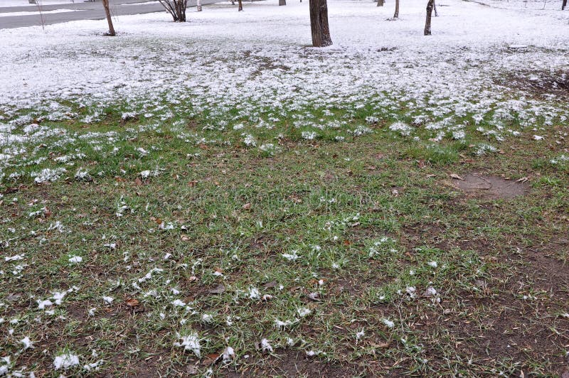 Snow Over Park Grass in Spring Stock Photo - Image of earth, background ...