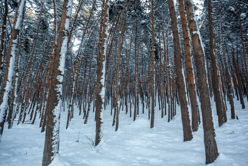 Snow Over the Spruces and Pines Stock Image - Image of winter, surami ...