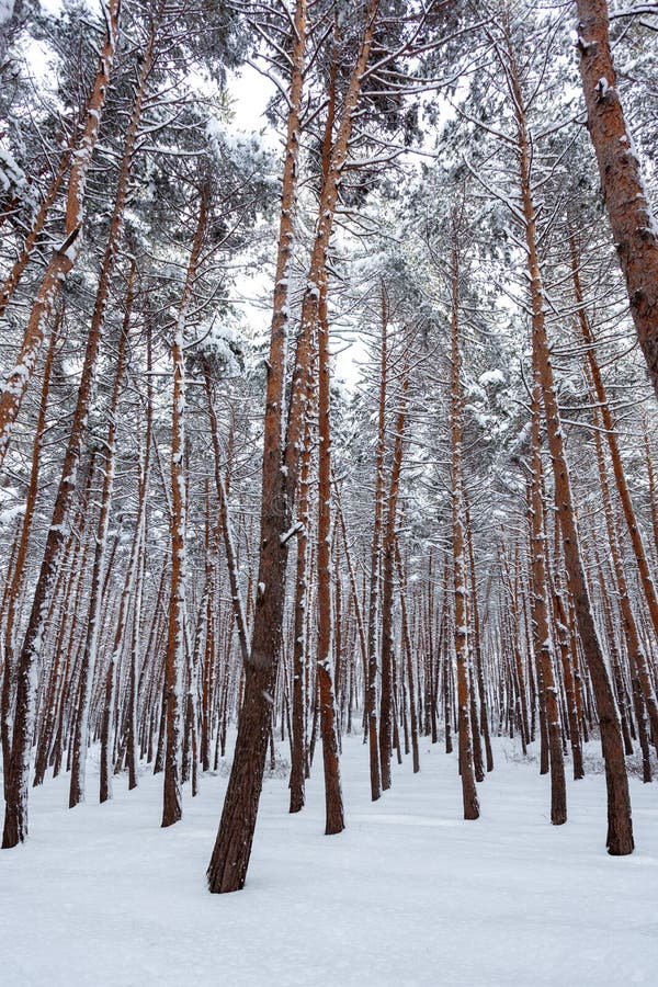 Snow Over the Spruces and Pines in Surami, Forest Stock Image - Image ...
