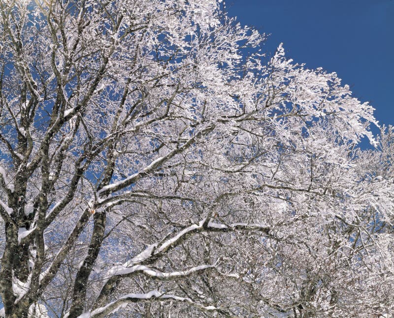 Snow over Tree stock image. Image of white, outdoor, tree - 944127