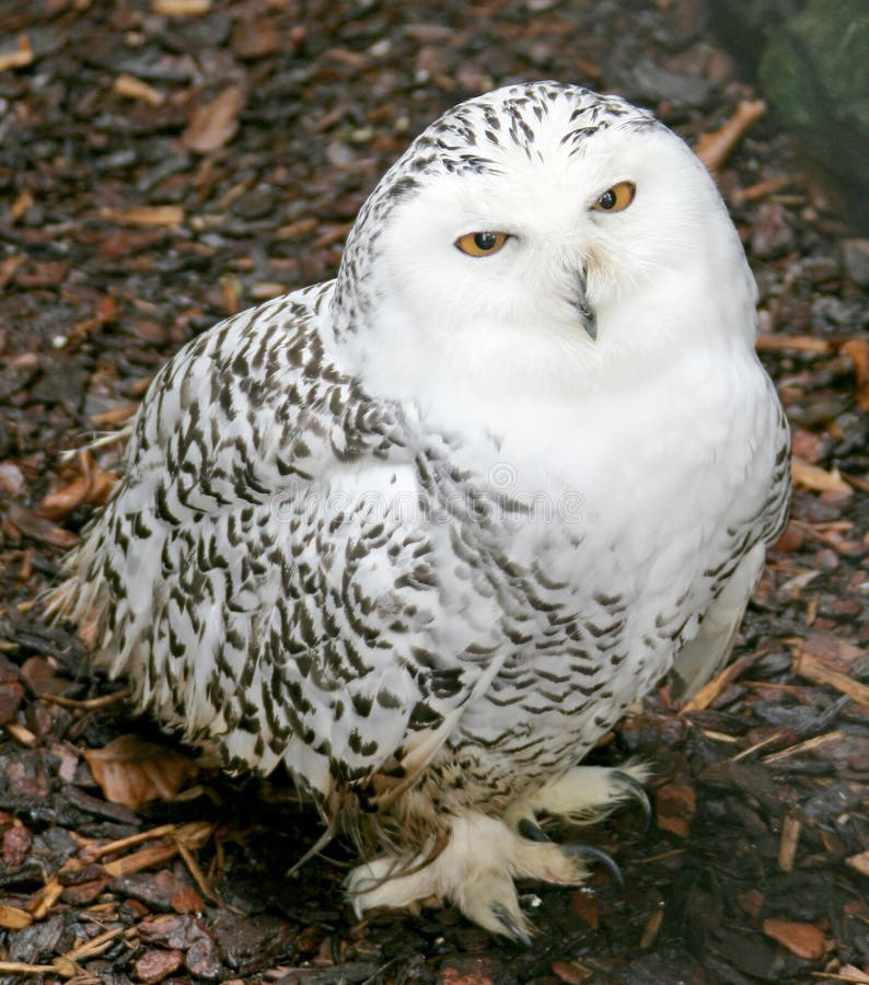 Snow Owl 8 stock photo. Image of animal, mice, hunting - 2258988