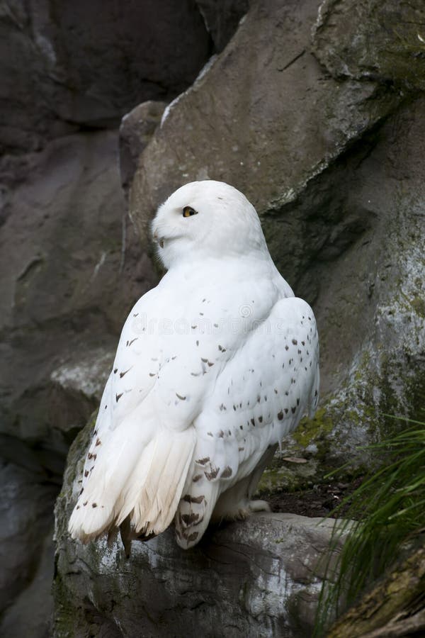Snow Owl stock image. Image of arctica, turnaround, head - 40046439