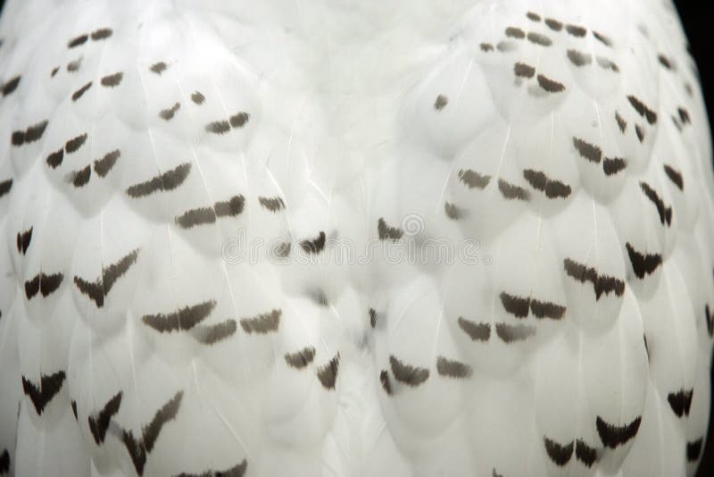 Snow Owl Back Picture. Image: 3829532