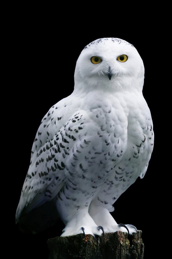 Snow Owl on Black Background Stock Photo - Image of looking, owls: 4389174