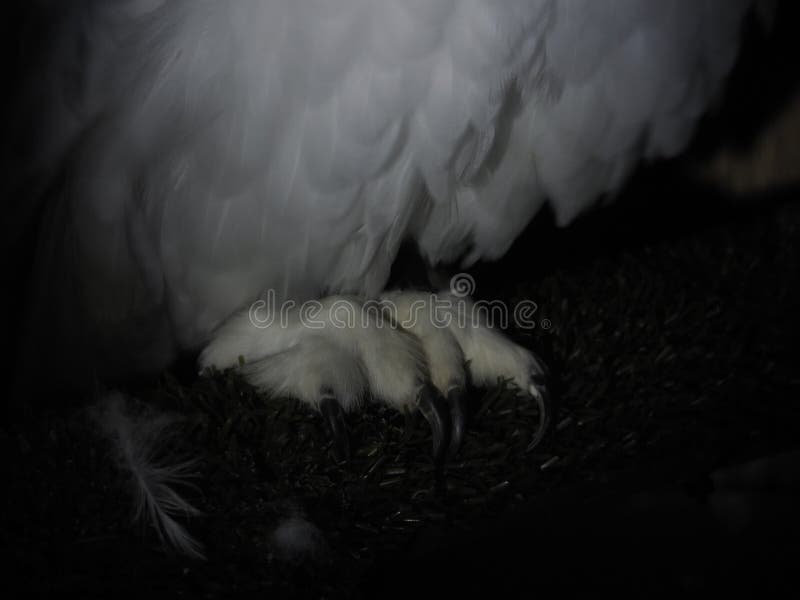Snow Owl Claw Detail Isolated on Black Stock Photo - Image of closeup ...