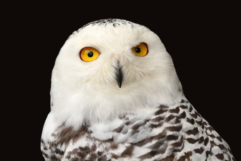 1+ Snow owl back Free Stock Photos - StockFreeImages