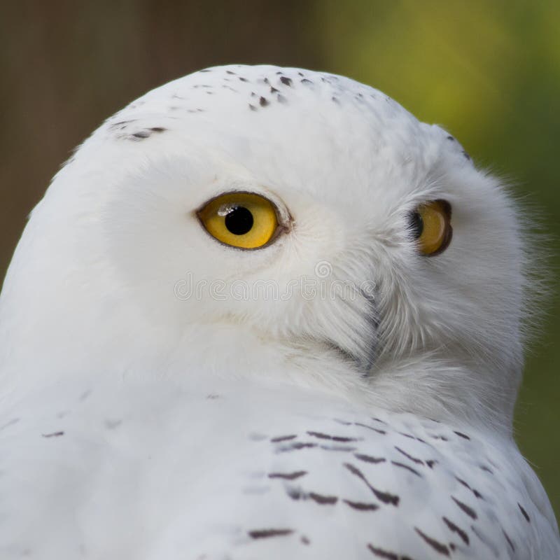 Snow owl stock photo. Image of bird, portrait, look, snow - 21751276
