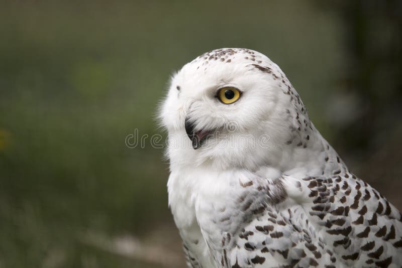 A Snow Owl, Side View, Yellow Eye Stock Image - Image of beautiful ...