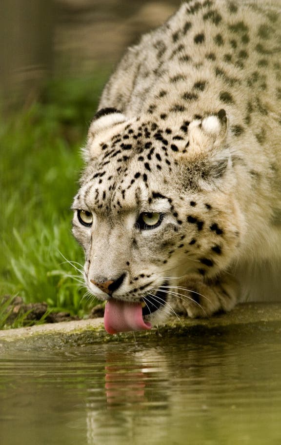 480 Leopard Drinking Water Stock Photos - Free & Royalty-Free Stock ...