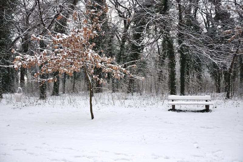 Snow in the park stock photo. Image of frozen, bench - 22706890