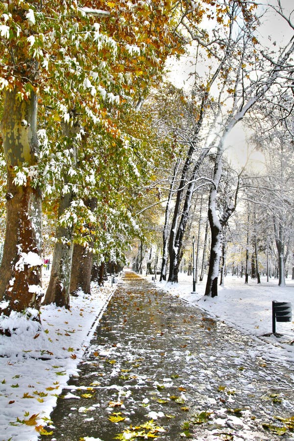 Snow in the Park stock image. Image of park, leaf, gapstow - 197784353