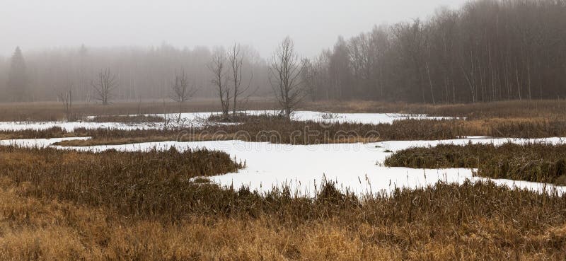 Snow part of the swamp stock photo. Image of snow, orange - 213530402