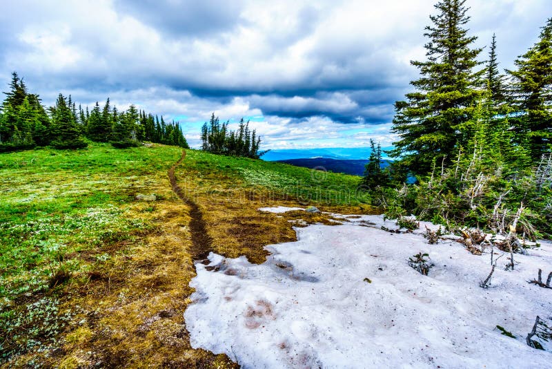 Snow Patch in Summer in an Alpine Meadow Stock Image - Image of meadows ...