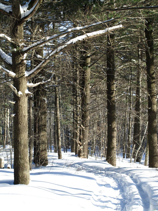 Snow path stock image. Image of evergreens, cold, nature - 11168167