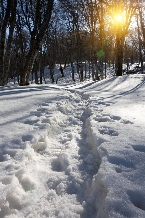 Footsteps in the snow stock photo. Image of stamping, footmark - 1176422