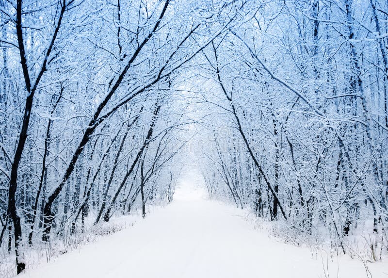 Winter stock photo. Image of hike, dreams, path, alley - 29749716