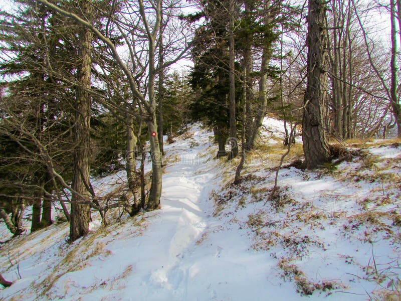 Snow Path Leading through a Snow Covered Forest Stock Photo - Image of ...