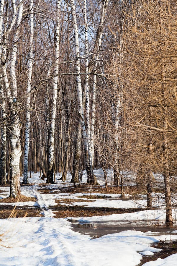 Snow path in spring forest stock photo. Image of edge - 33437580