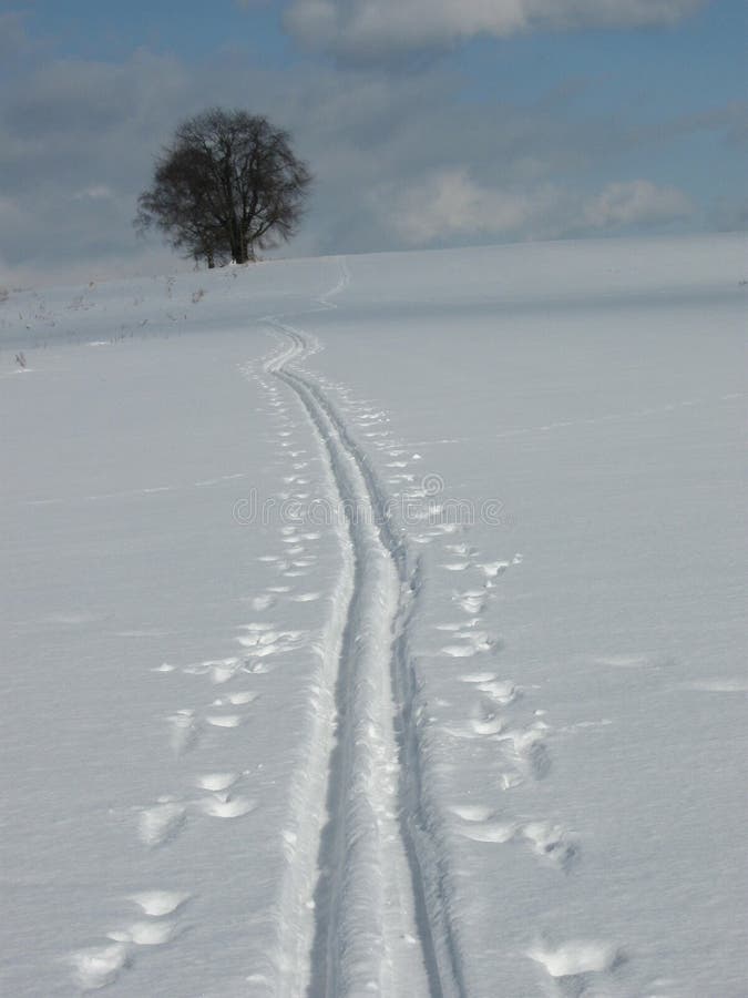 Snow path with tree stock photo. Image of seasonal, landscape - 13998970
