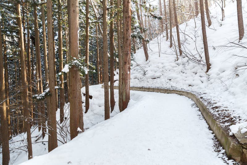 Snow Path in Winter Forest, Japan Stock Photo - Image of firtree ...