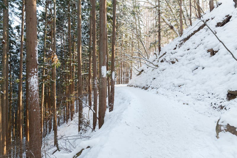 Snow Path in Winter Forest, Japan Stock Image - Image of winter, park ...