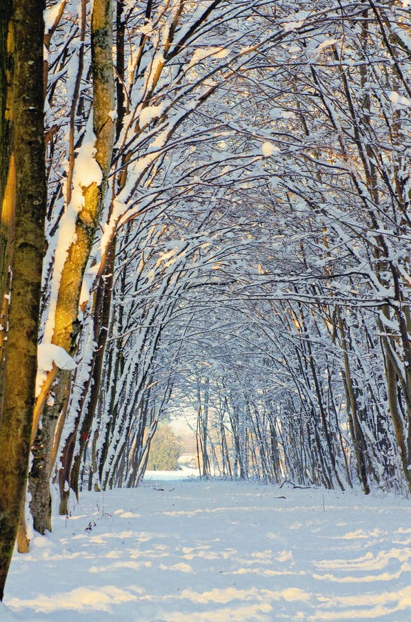 Snow path in winter forest stock image. Image of clear - 48474857