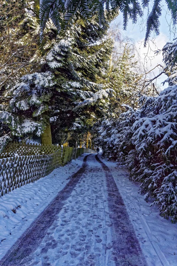 Snow path stock photo. Image of dusk, plants, white, season - 65352930