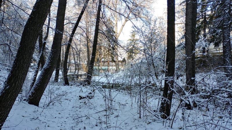 Snow path in the wood stock photo. Image of wood, snow - 147116676