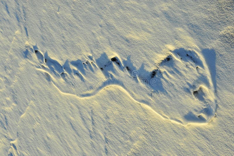 Snow pattern on ice stock image. Image of figure, environment - 23159375