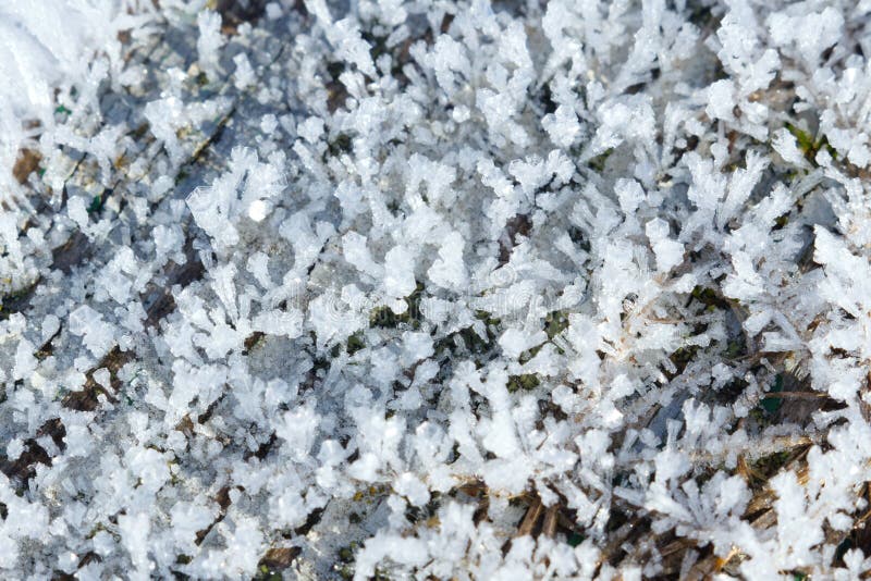 Snow Patterns on Plants in Early Winter Stock Photo - Image of natural ...