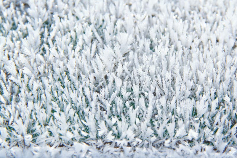 Snow Patterns on Plants in Early Winter Stock Image - Image of patterns ...