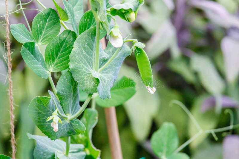 Snow Pea Growing in Home Vegetable Garden Stock Image - Image of ...