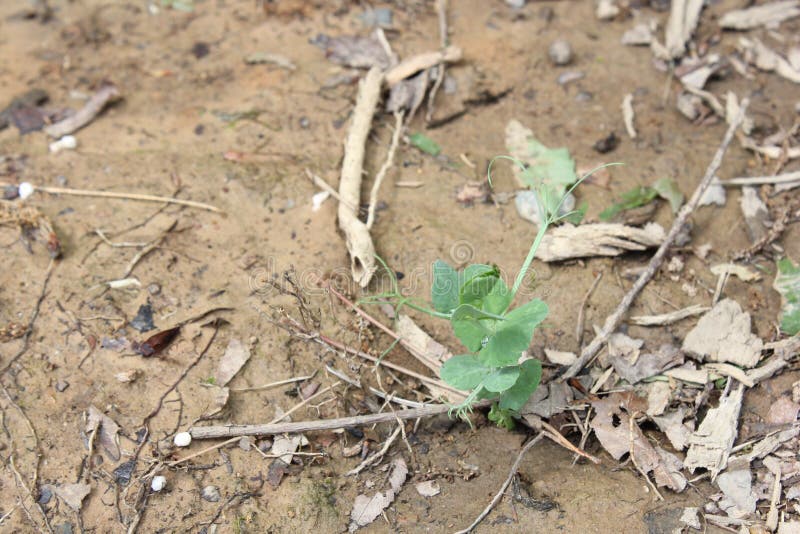 Snow pea sprout. stock photo. Image of leaf, sprout, tendrils - 91024340