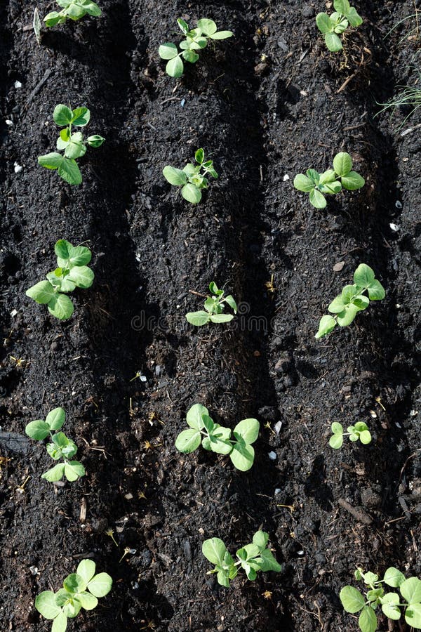 Snow pea sprout stock photo. Image of beginning, sprout - 94636490