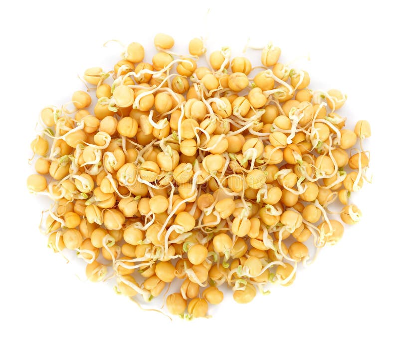 Snow pea sprouts stock image. Image of nutrition, snow - 94107153