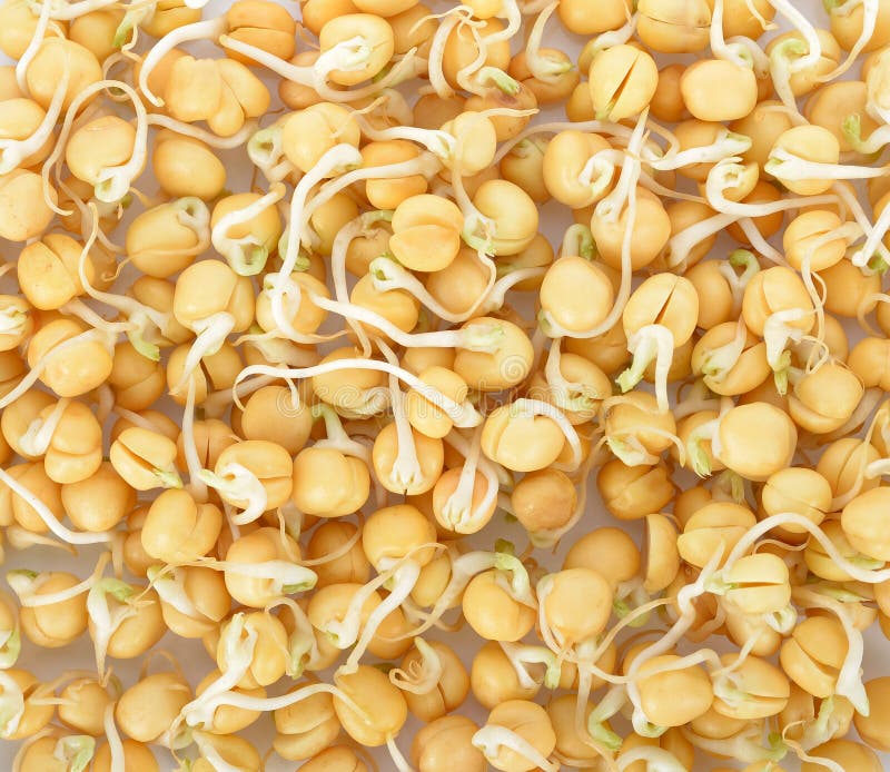 Snow pea sprouts stock photo. Image of organic, eating - 97231980