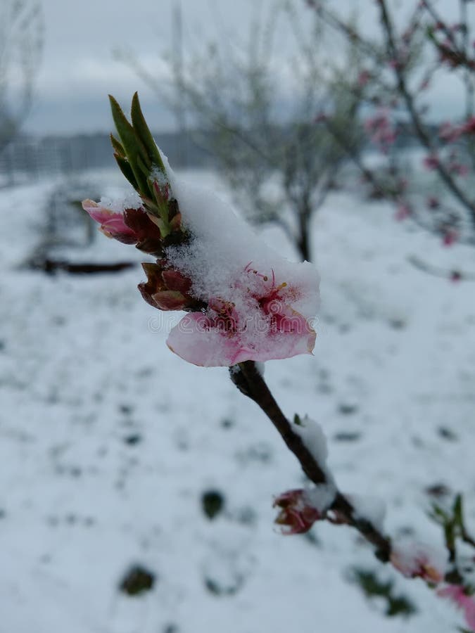 Snow on peach blossom stock photo. Image of fruit, tree - 88310372