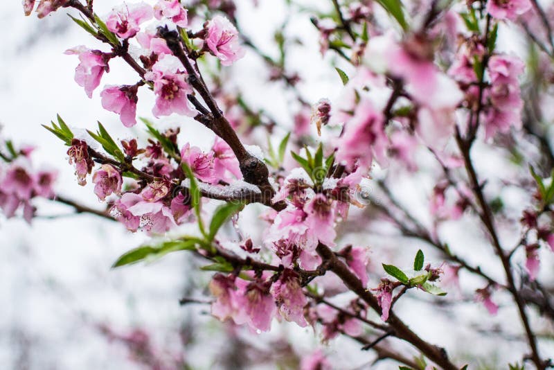 Snow on Peach Blossoms in Spring Stock Image - Image of bloom, leaves ...