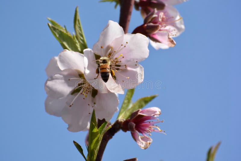 Snow on Peach Blossoms in Spring Stock Image - Image of bloom, leaves ...